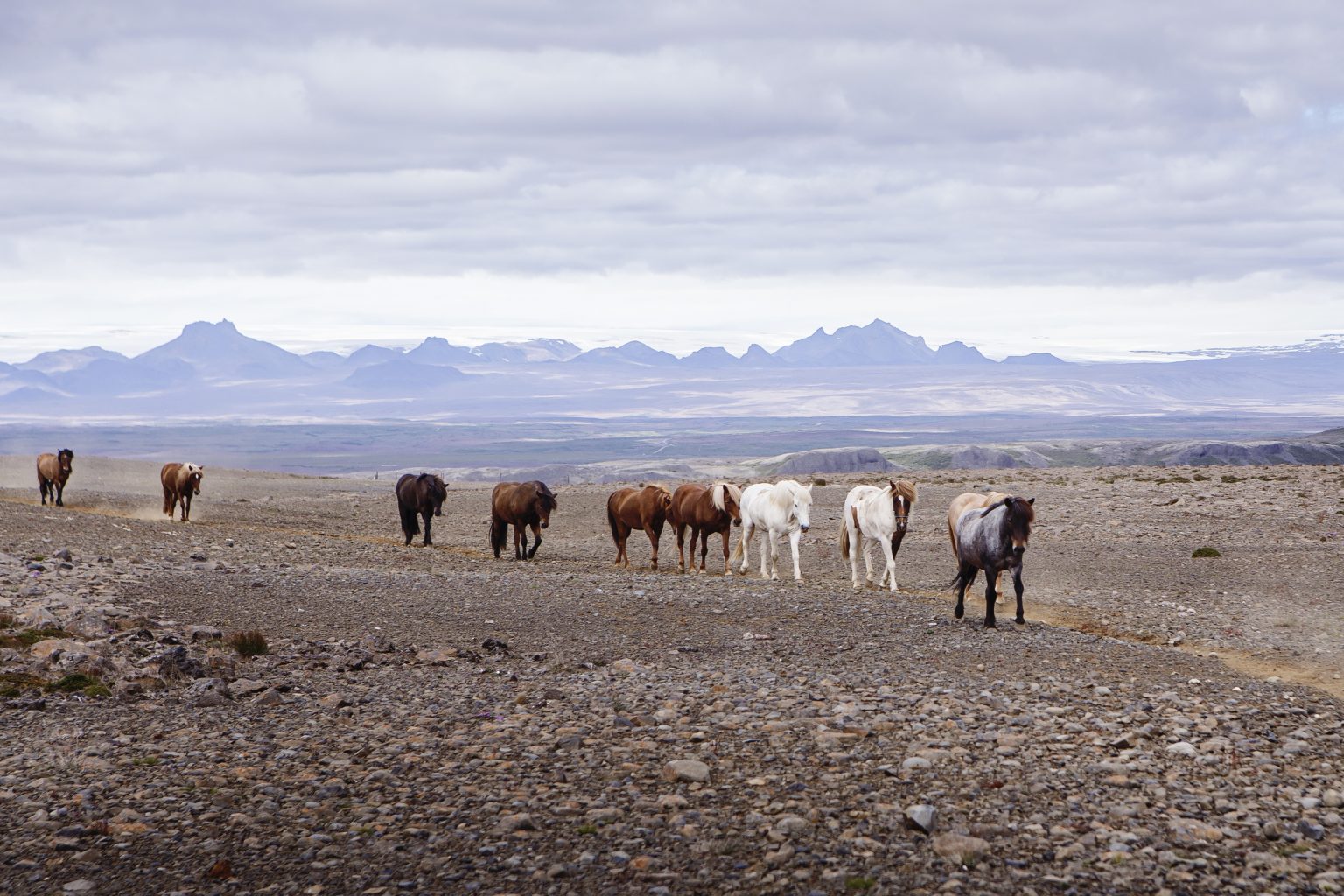 The Northern Highlands Trail - Islandshestar.is