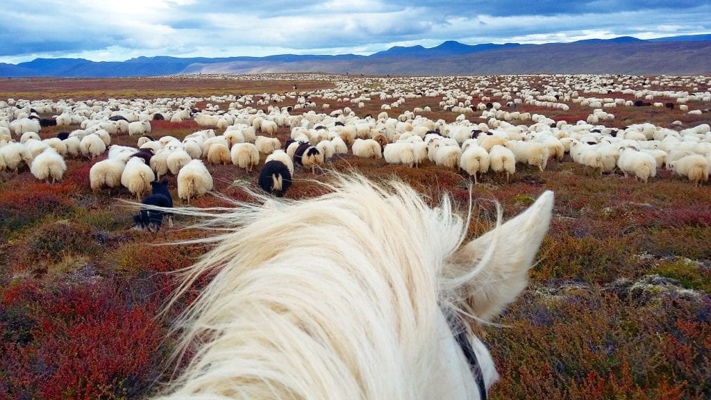 Sheep Round Up - Reykjaréttir - Islandshestar.is