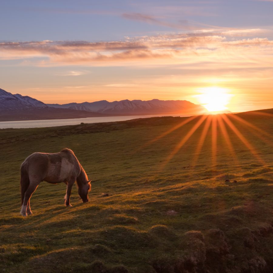 Horseback riding under the midnight sun in Iceland - Islandshestar.is